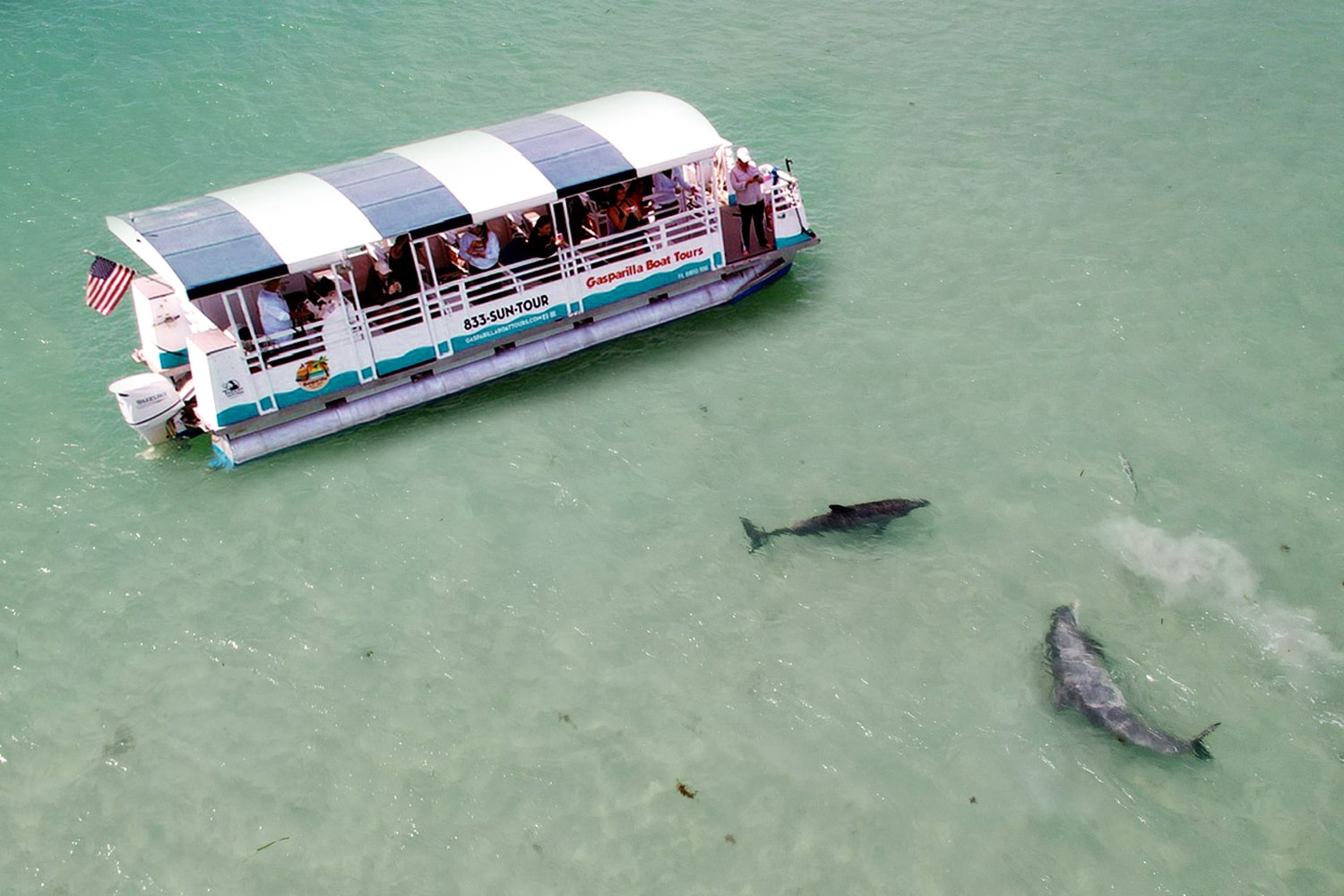 Dolphin/Eco Tours - Gasparilla Boat Tours